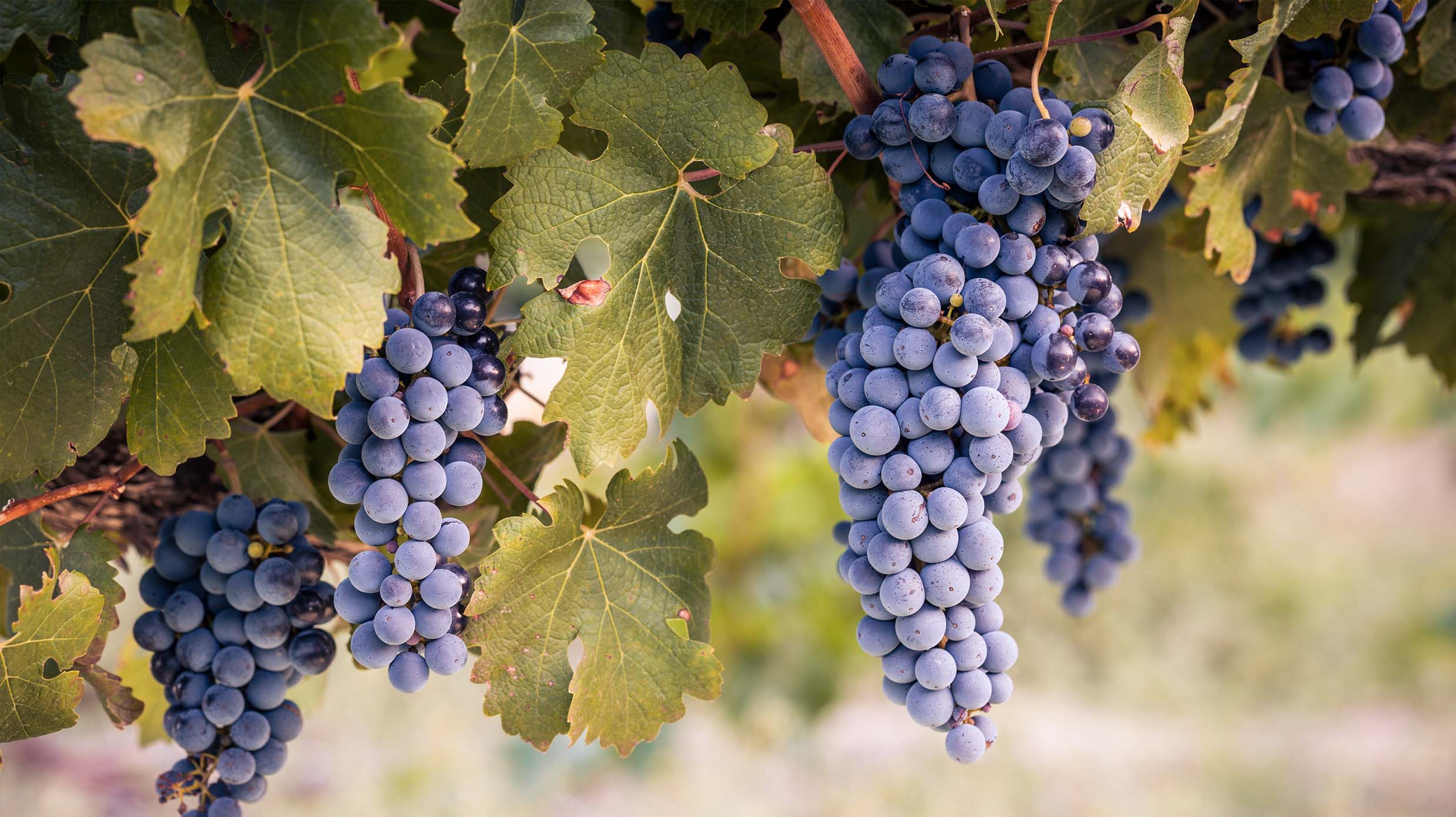 American River Wine Adventures - American River Resort