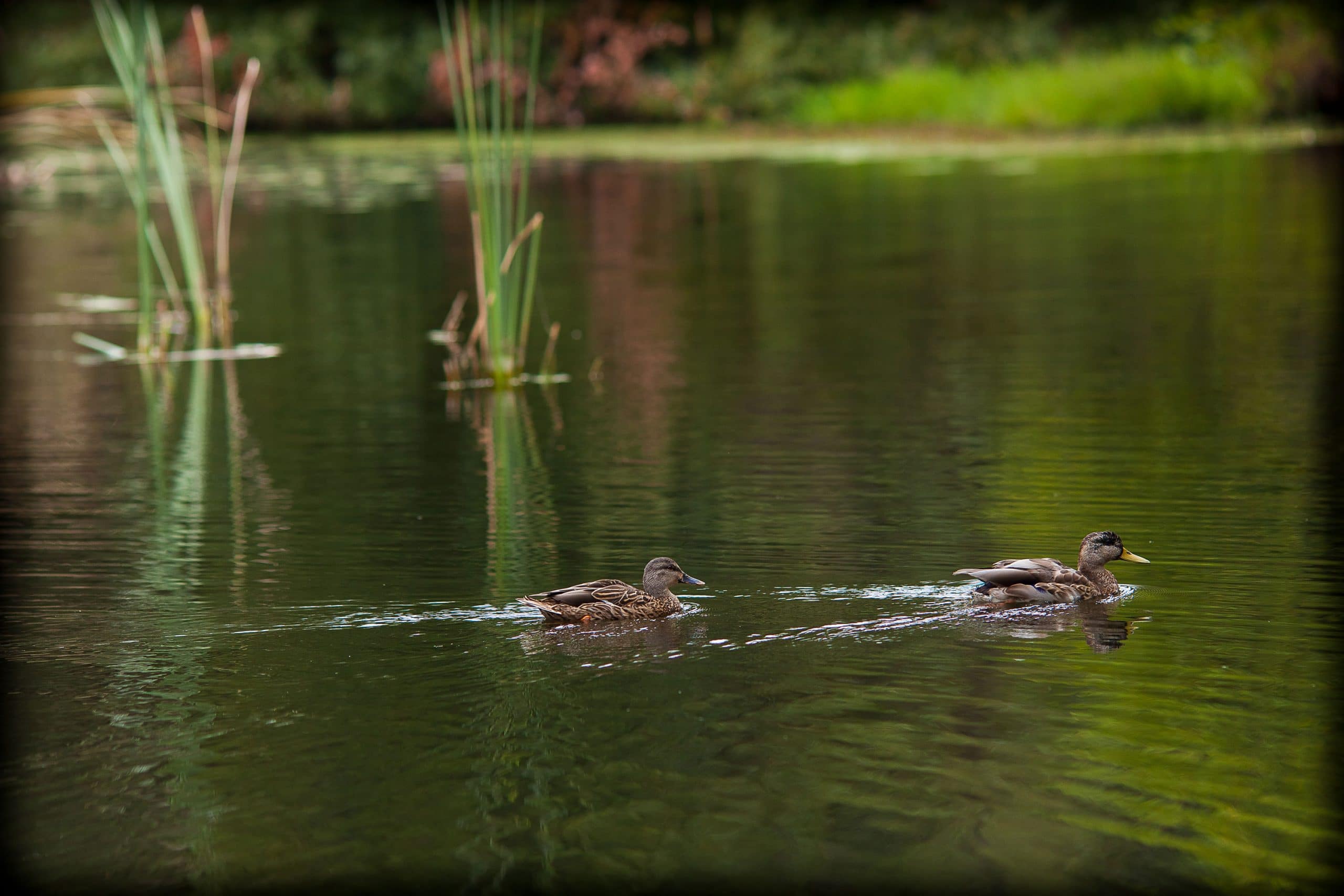 Camping Tips - American River Resort